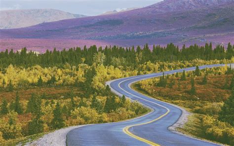 Tree Tranquility Plant 1080p Landscape Beauty In Nature Forest Curve Non Urban Scene