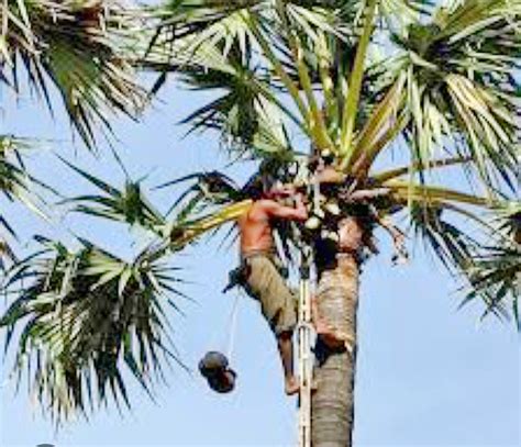 ကလိန်အောင်မြို့၌ ထန်းရည်‌‌ထွက်ချိန် ရာသီတွင် အညာဒေသမှ ထန်းတက်သမားများ လာရောက်ရွှေ့ပြောင်းလုပ