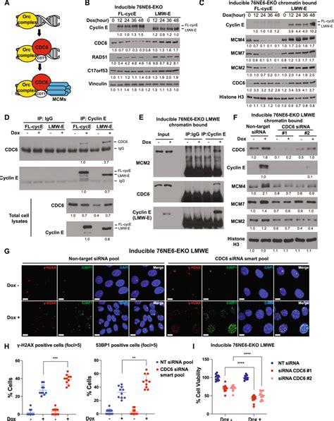 Low Molecular Weight Cyclin E Lmw E Promotes The Pre Replication