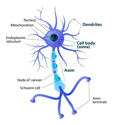 Difference Between Axon And Dendrite Kitstews