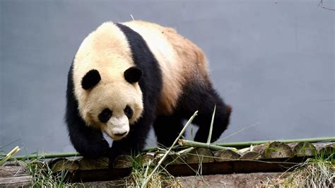 Großer Panda erholt sich: Erfolgreicher Schutz einer bedrohten Art ...