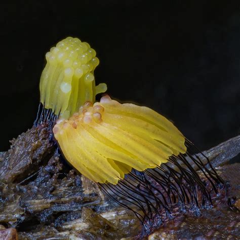 Bensozia Alison Pollacks Fungi