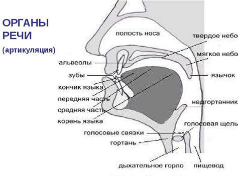 Речевой аппарат. Функции органов речи
