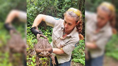 Monster Toad ऑस्ट्रेलिया के पार्क में मिला 2 7 किलो का मेंढक सुरक्षा के चलते मार दिया गया
