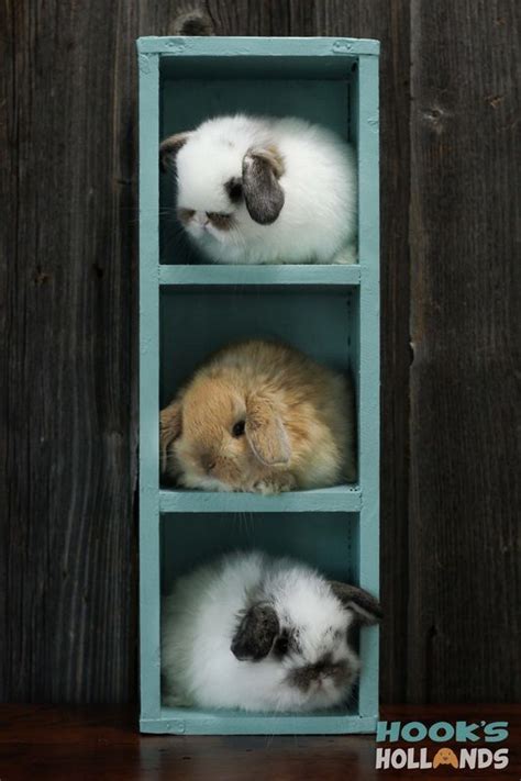 Photo Gallery Of Cute Bunny Pictures Of Holland Lops From Hooks
