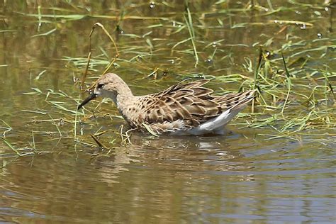 Combattant Varié Phst371958