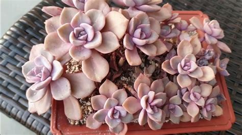 꼭 보여 주고 싶은 대품 다육이 🤣🤣 Youtube