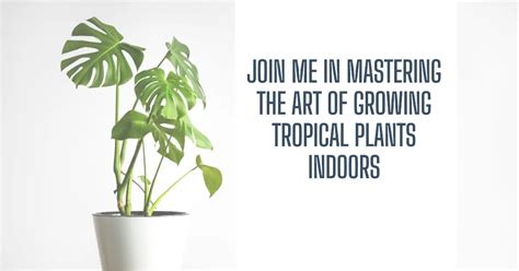 Master The Art Of Growing Tropical Plants Indoors With Me