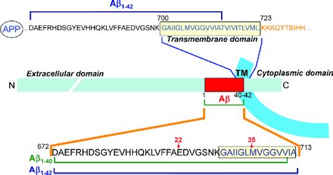Membrane Topology Of App And Location Of Aβ Peptides The Amyloid β A4