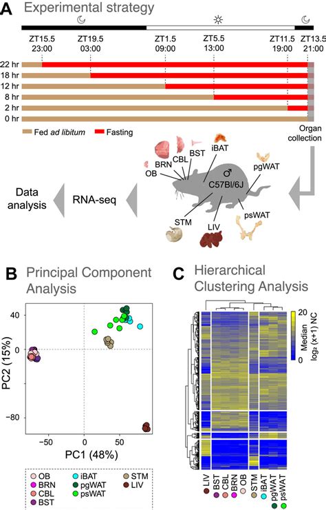 Transcriptomic Profiling Of Multiple Organs In The Fasted Mice A
