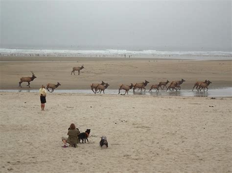 Elk On The Beach In Cannon Beach Oregon Northwest Picture Maker