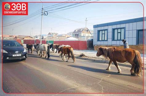 ХОРИГЛОСОН БҮСЭЭС МАЛ ГАРГАХ АЖИЛ ЭХЭЛЛЭЭ