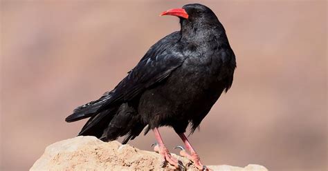Red Billed Chough Bird Facts Pyrrhocorax Pyrrhocorax Birdfact