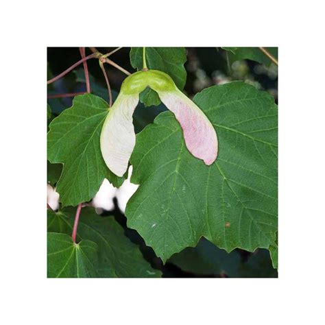 Acer Opalus Opáljuhar
