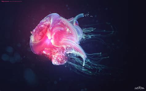 Jellyfish Wallpapers Hd Wallpapers Id 10738