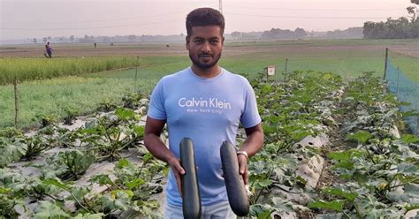মাগুরায় স্কোয়াশ চাষে বাড়ছে আগ্রহ