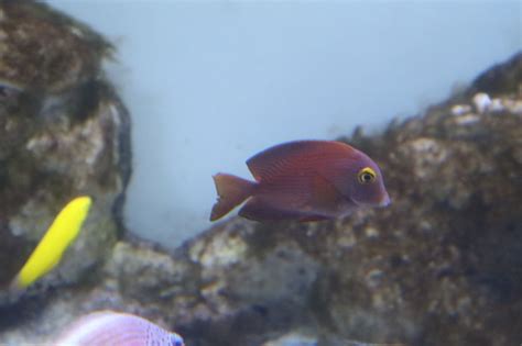 水族館魚図鑑 キンリンサザナミハギ Ctenochaetus strigosus 動物園 水族館に行こう