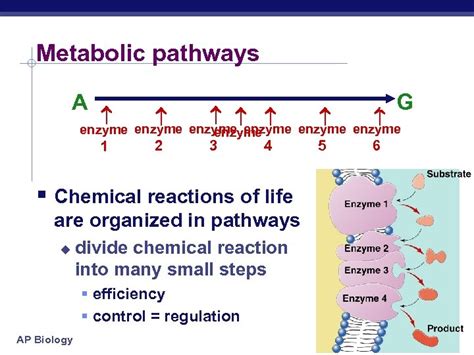 Chapter 8 Metabolism Enzymes Ap Biology