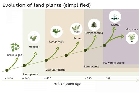 Proceso Evolutivo De Las Plantas Image To U