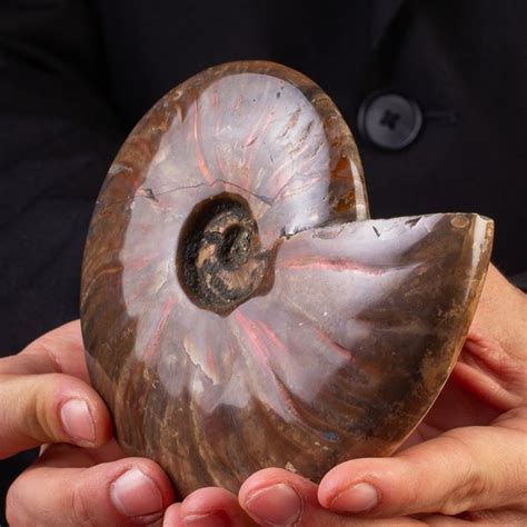 Opalescent Ammonite Fossilised Shell Ammonite Red Opal