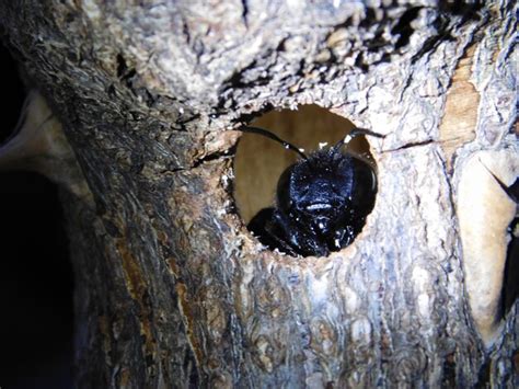 Premium Photo Close Up Of Insect On Tree Trunk