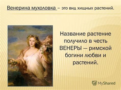 Презентация на тему Одно из самых известных растений убийц которое