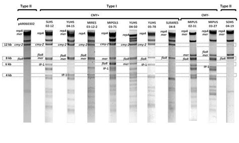 Representative Psti Electrophoretic Patterns Of St213 Incac Plasmids