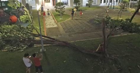 Termite Infested Tree Falls Near Playground In Woodlands No One