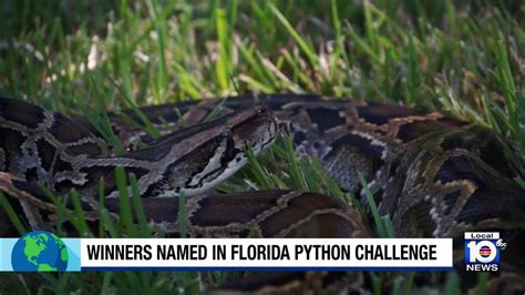Nearly 200 Burmese pythons removed during Florida’s Python Challenge ...