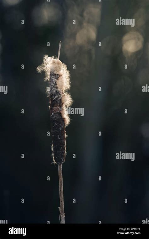 Typha Bulrush Reedmace Reed Cattail In A Warm Morning Light Stock