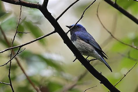 オオルリキビタキ到着 野鳥の視線