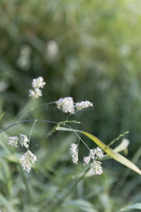 Wild Grass Texture Wheat Grasses Bundled Together Stock Image Image Of Growing Branch