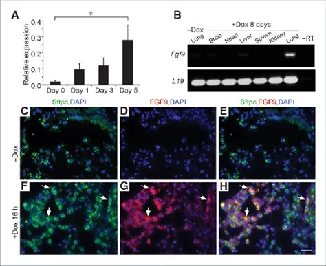 Figure 2 From Molecular And Cellular Pathobiology Rapid Induction Of