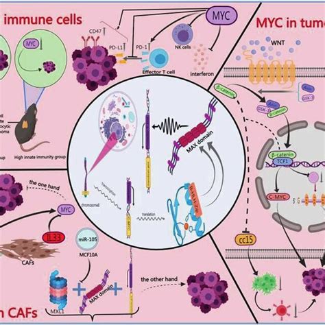 Myc In Cells Activation Of The Wnt β Catenin And Myc Pathways Can Download Scientific Diagram