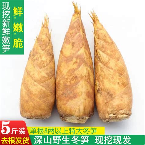 江西农家2024年现挖冬笋新鲜带壳竹笋野生山笋去老根特大黄泥笋虎窝淘