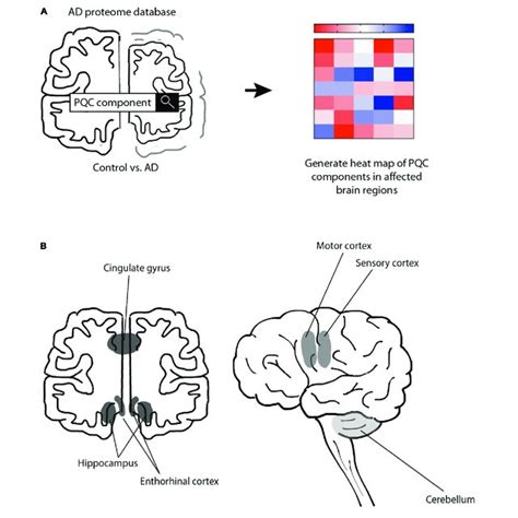 Schematic Representation Of Approach Schematic Overview Of The Download Scientific Diagram