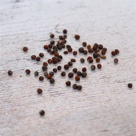 Unwins Cauliflower Skywalker F1 Seeds Vegetables Unwins Uk