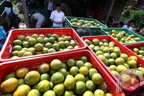 Harga Jeruk Siam Sambas Anjlok Antara News Kalimantan Barat