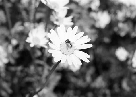 Rollei Retro 80S | The Highest Resolution Film I've Seen