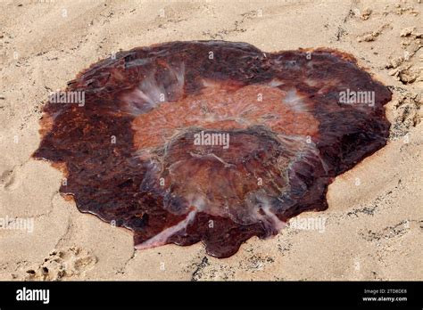 Lion S Mane Jellyfish Cyanea Capillata Giant Jellyfish Arctic Red