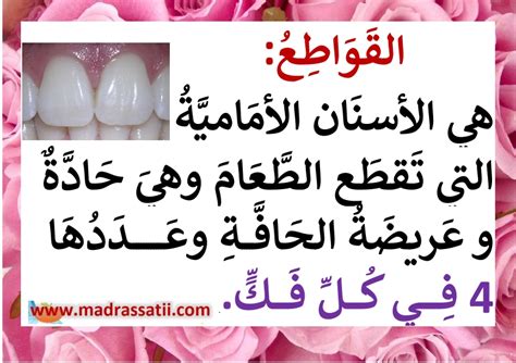 معلقات حول الأسنان أسنان الإنسان موقع مدرستي