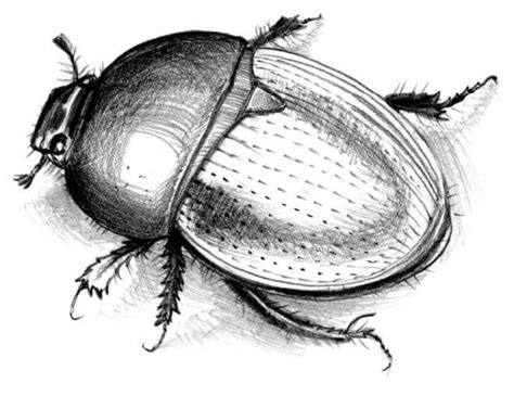 How To Draw A Scarab Bug With Pencil Step By Step Drawing Tutorial