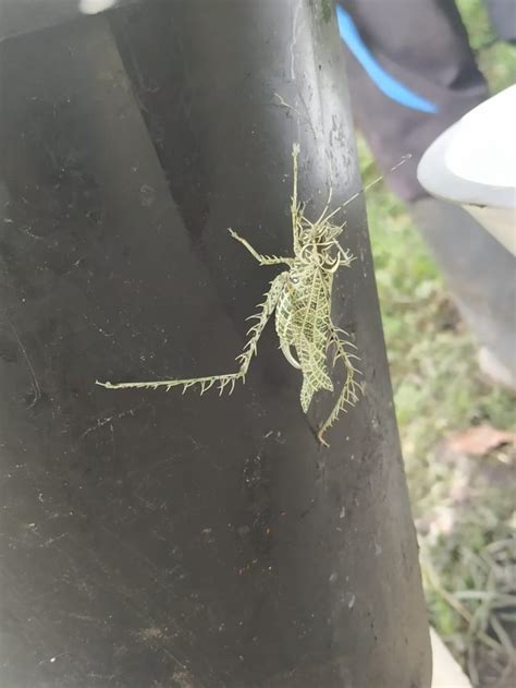 This Grasshopper Looks So Alien Like Rinsects