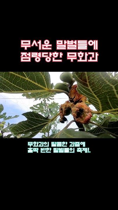 무서운 말벌들에 점령당해서 무화과 따기가 공포 Youtube