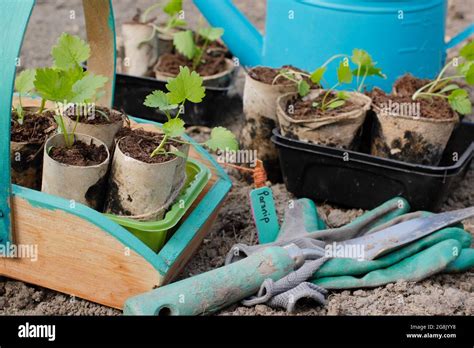 Planting Out Parsnip Seedlings That Were Grown From Seed In Toilet Roll