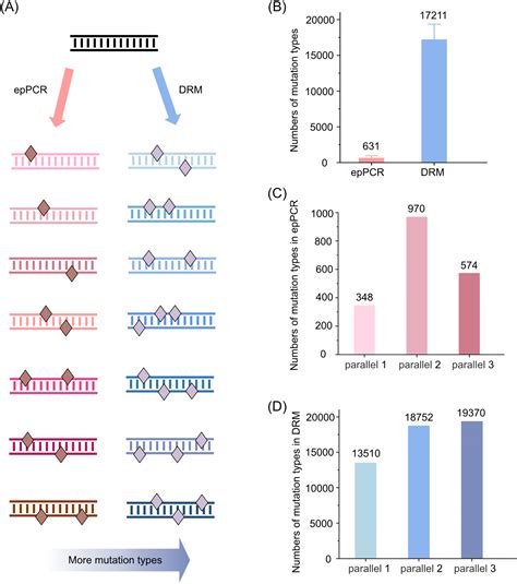 Deaminase Driven Random Mutation Enables Efficient Dna Mutagenesis For
