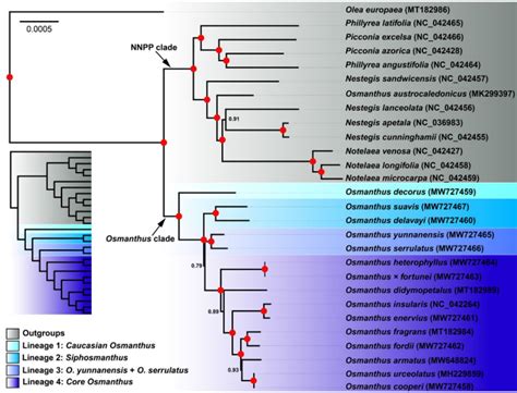 Bayesian Inference Tree Of 15 Osmanthus And 13 Outgroup Species Based