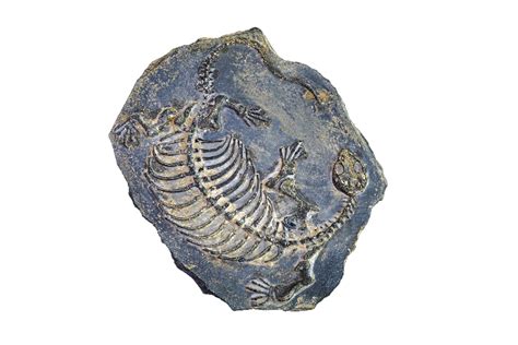 10 Fossil Image Main