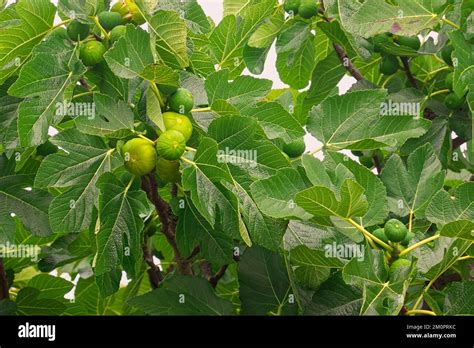 Fig Tree Ficus Carina Green Figs Ripening On The Branches Stock