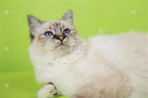 猫 绿色背景 灵性 分离着色 水平画幅 色键 缅甸猫 无人 动物 摄影